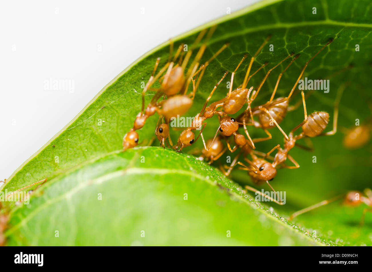 red ant teamwork in the nature Stock Photo - Alamy