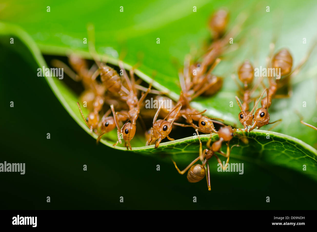 red ant teamwork in the nature Stock Photo - Alamy