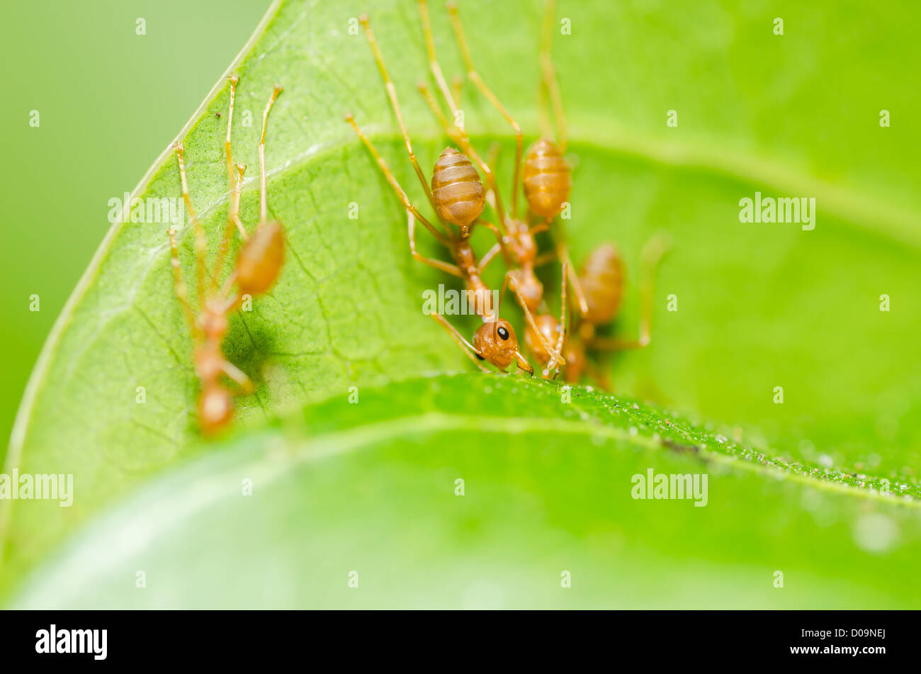 red ant teamwork in the nature Stock Photo - Alamy