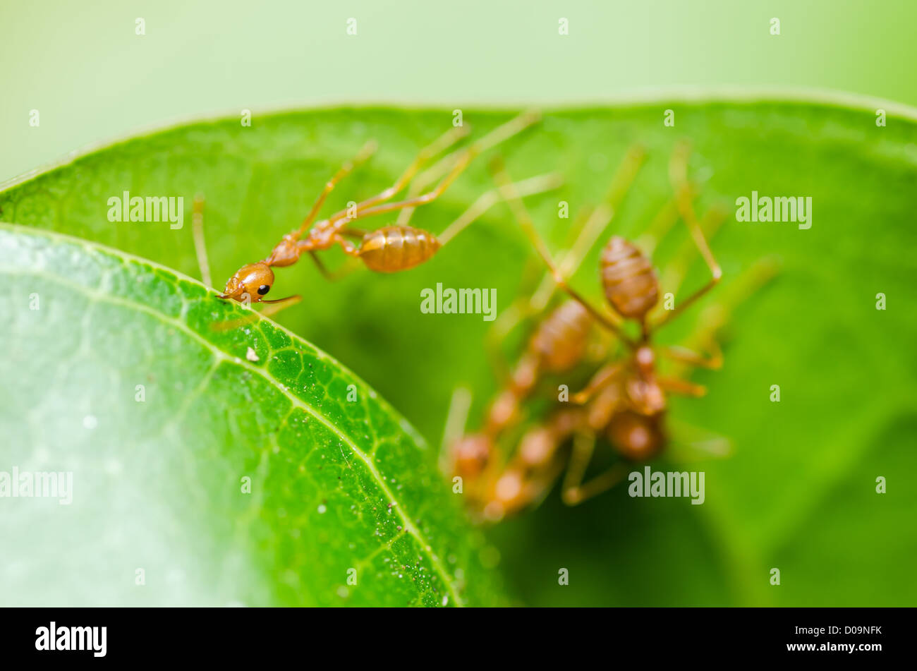 red ant teamwork in the nature Stock Photo - Alamy