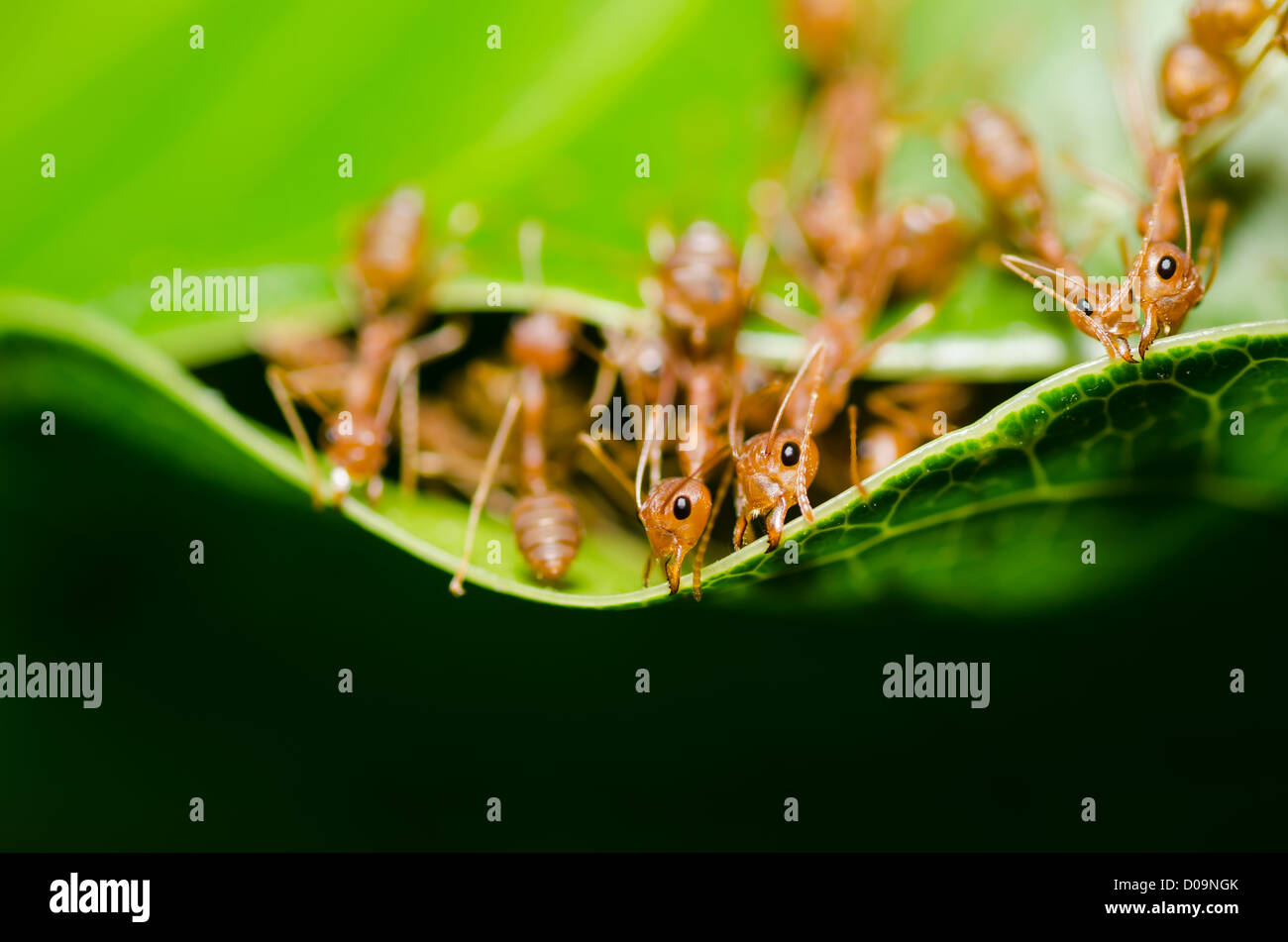 red ant teamwork in the nature Stock Photo - Alamy