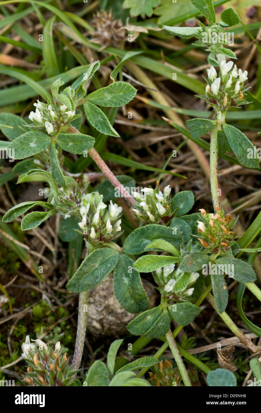 Wildflower turf clover hi-res stock photography and images - Alamy