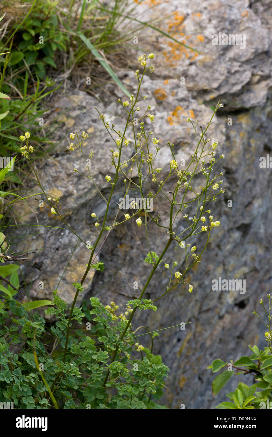 Lesser Meadow-rue (Thalictrum minus) on limestone rocks, Berry Head ...