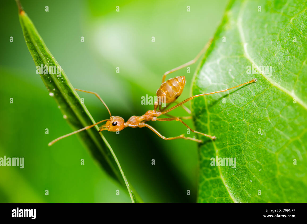 red ant power in the nature Stock Photo - Alamy