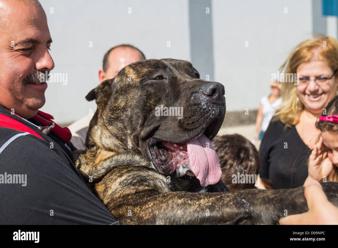 Is A Presa Canario A Mastiff