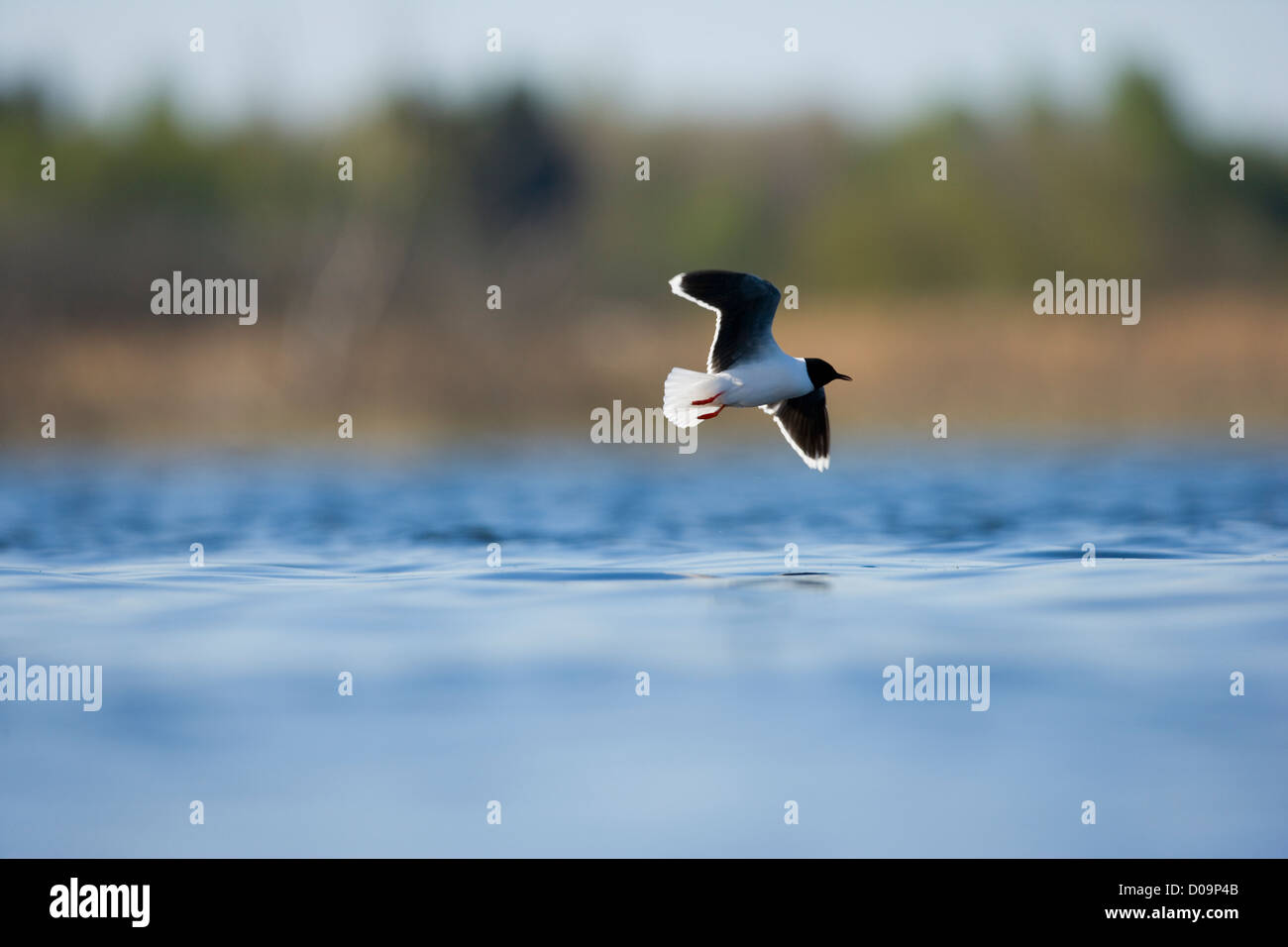 Little gull in flight Stock Photo - Alamy
