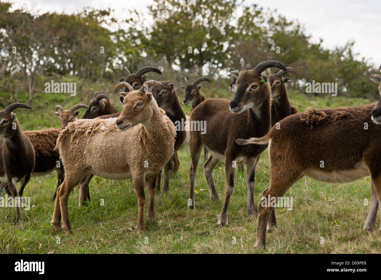 Soay sheep hi-res stock photography and images - Alamy