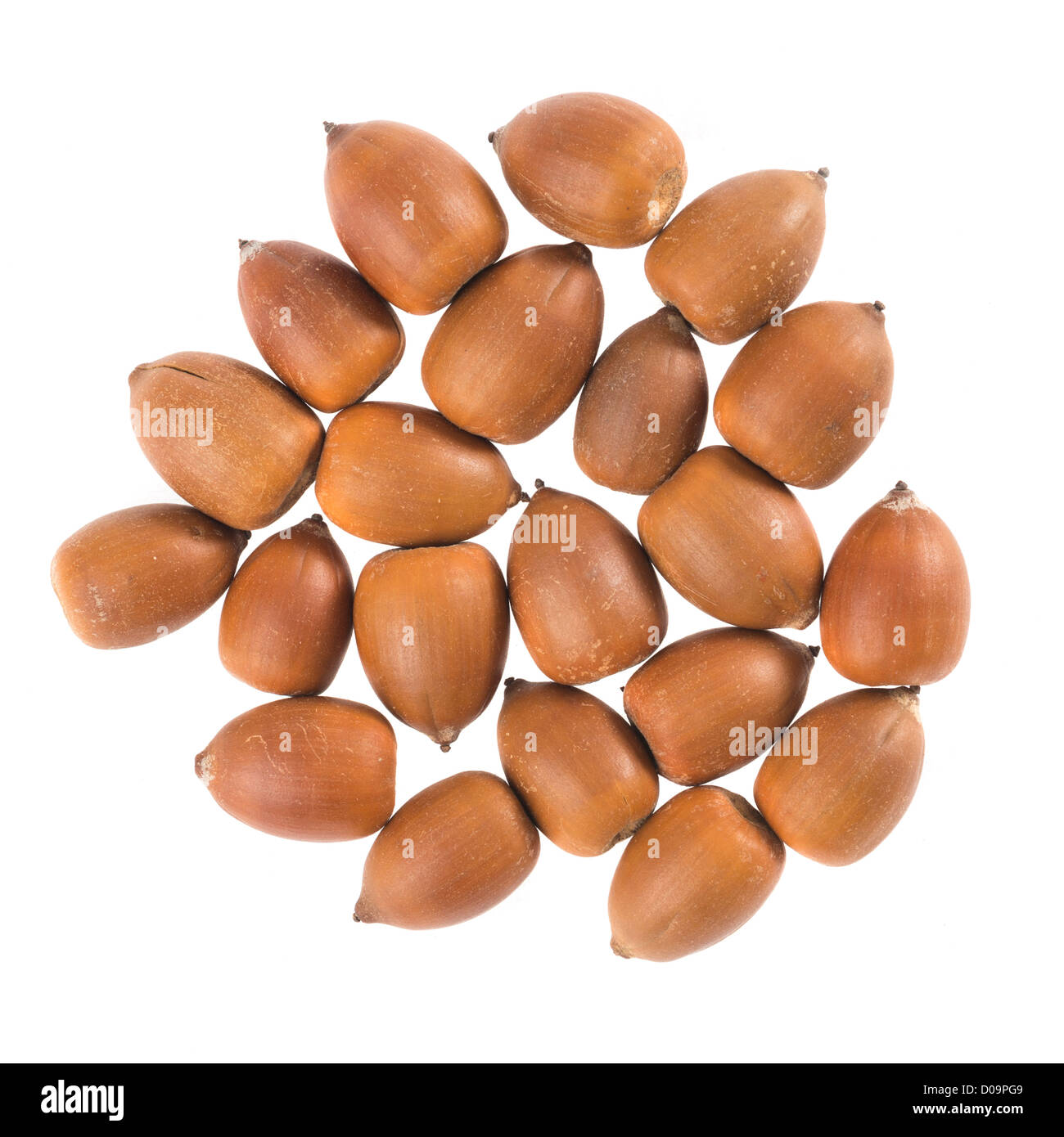 Some hazelnuts in front of white background Stock Photo - Alamy