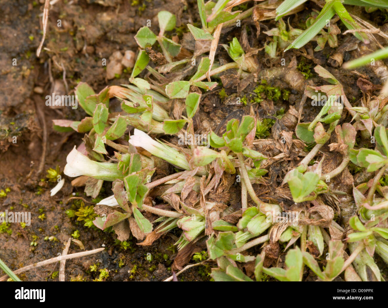 Trifolium ornithopodioides hi-res stock photography and images - Alamy
