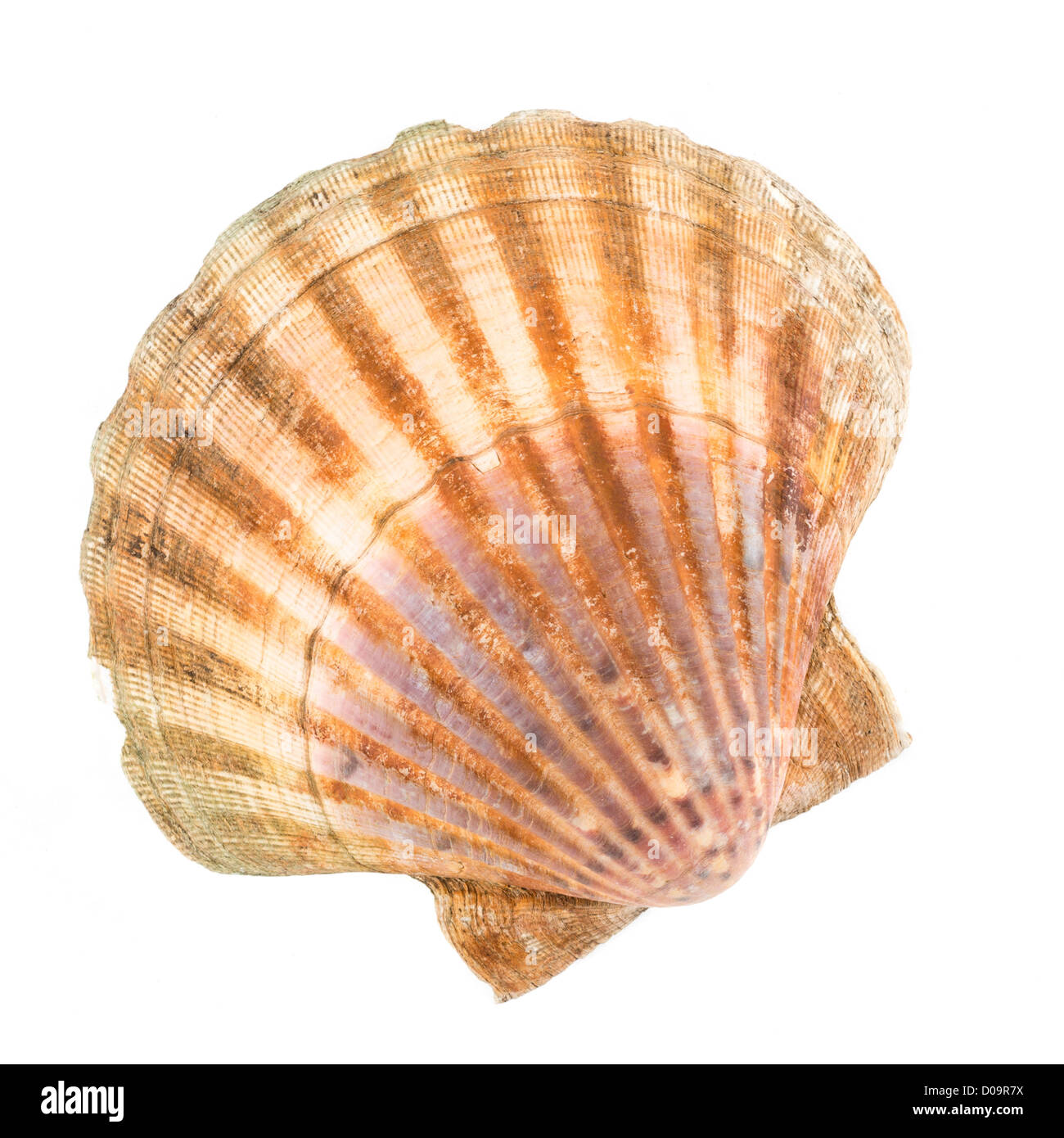 Clam in front of white background Stock Photo - Alamy