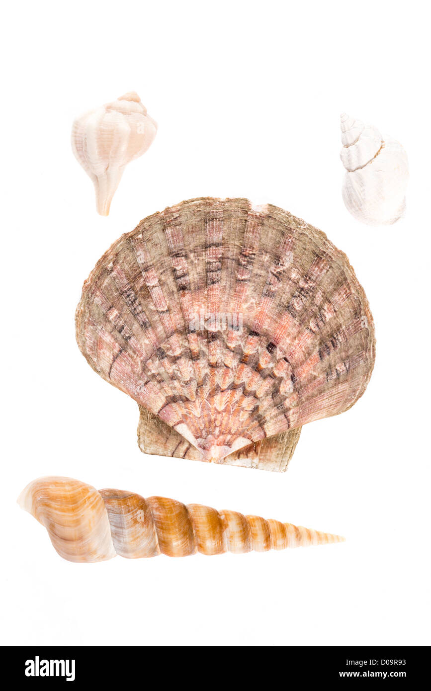 Clams in front of white background Stock Photo - Alamy