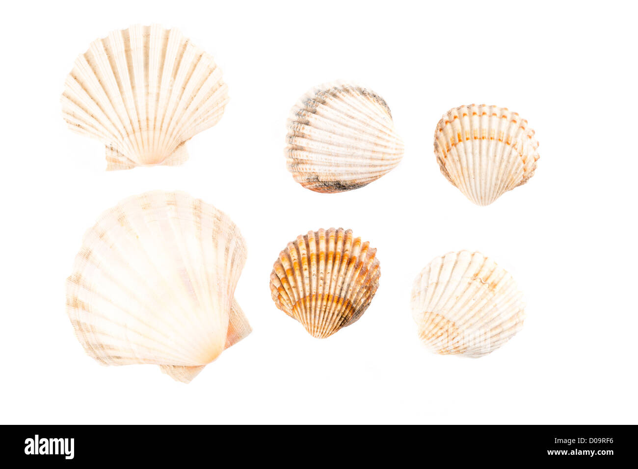 Clams in front of white background Stock Photo - Alamy