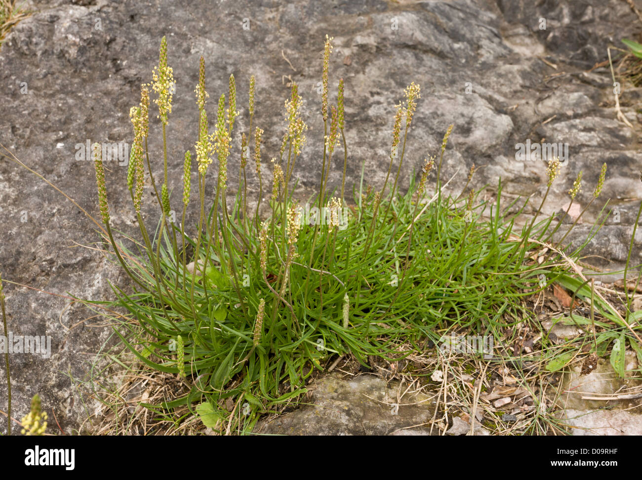 Sea Plantain (Plantago maritima) in flower on rocky cliff, Devon ...