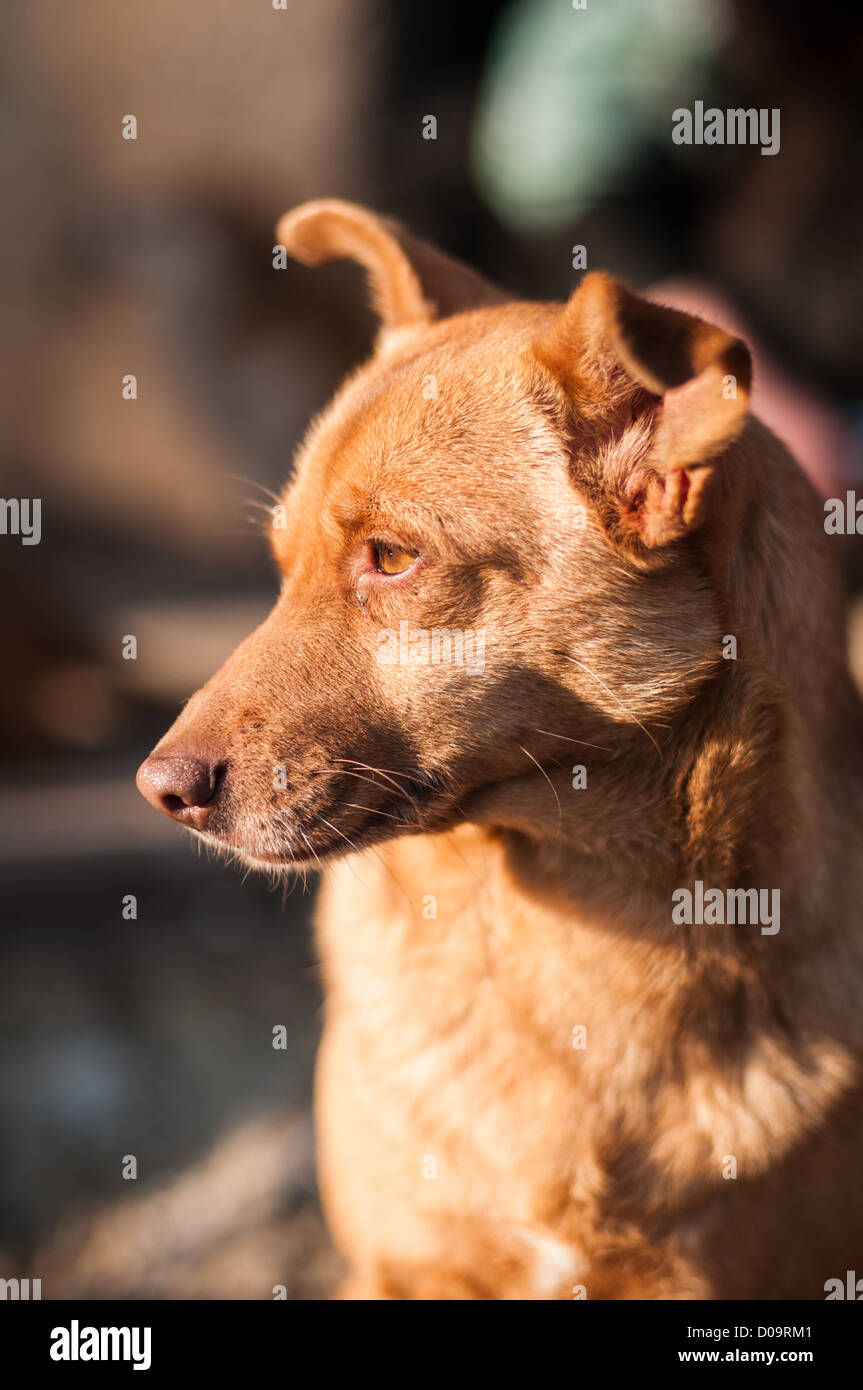 Portrait of a red mongrel dog outdoors Stock Photo - Alamy