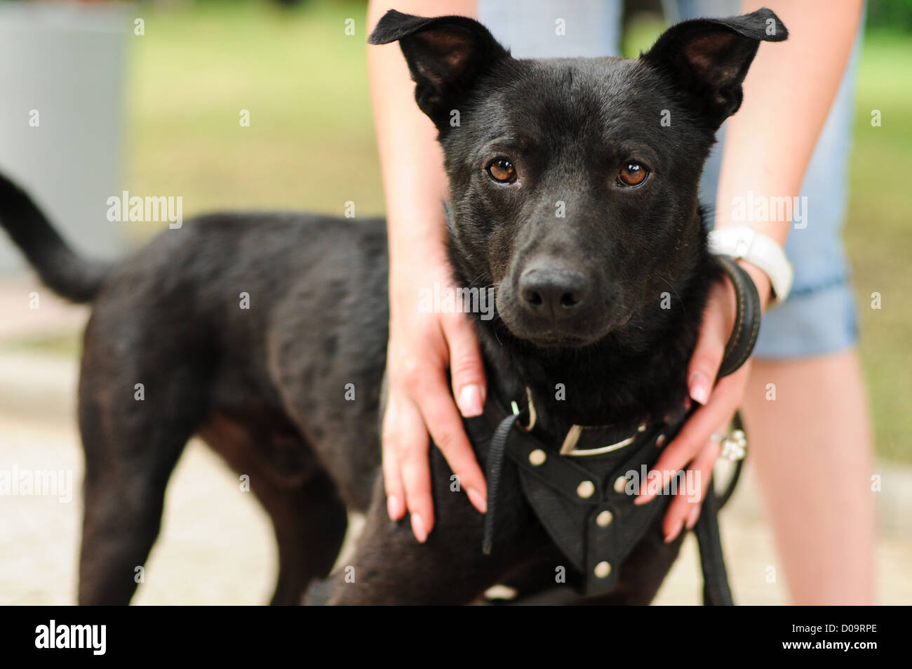 Portrait of a black mongrel dog outdoors Stock Photo - Alamy