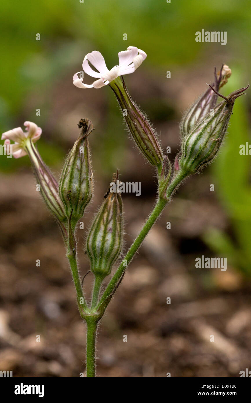 Night catchfly hi-res stock photography and images - Alamy