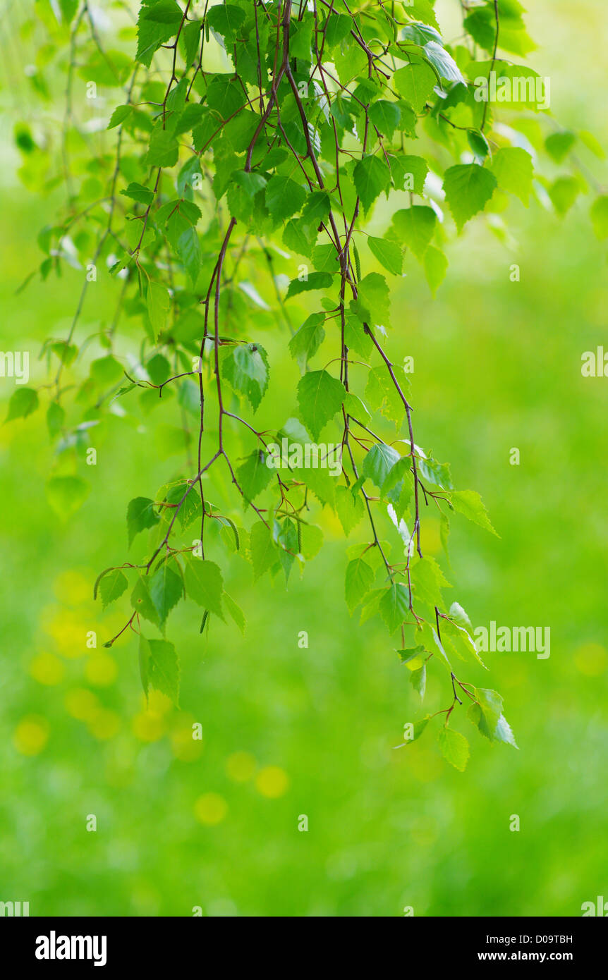 green leaves foliage at springtime outside in the nature Stock Photo ...