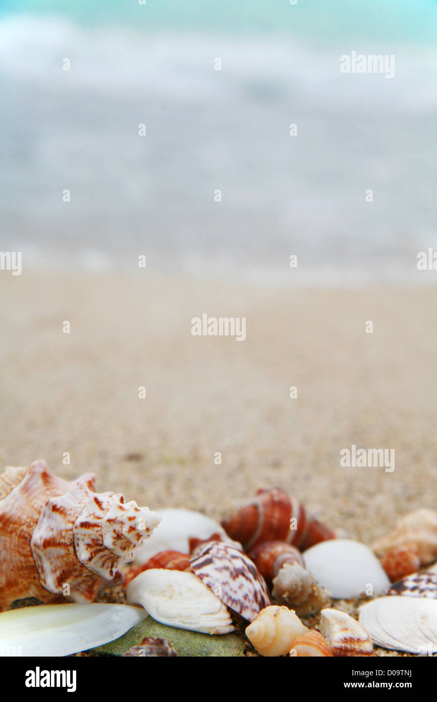 beautiful shells on very nice beach, focus in on the shells (shallow ...