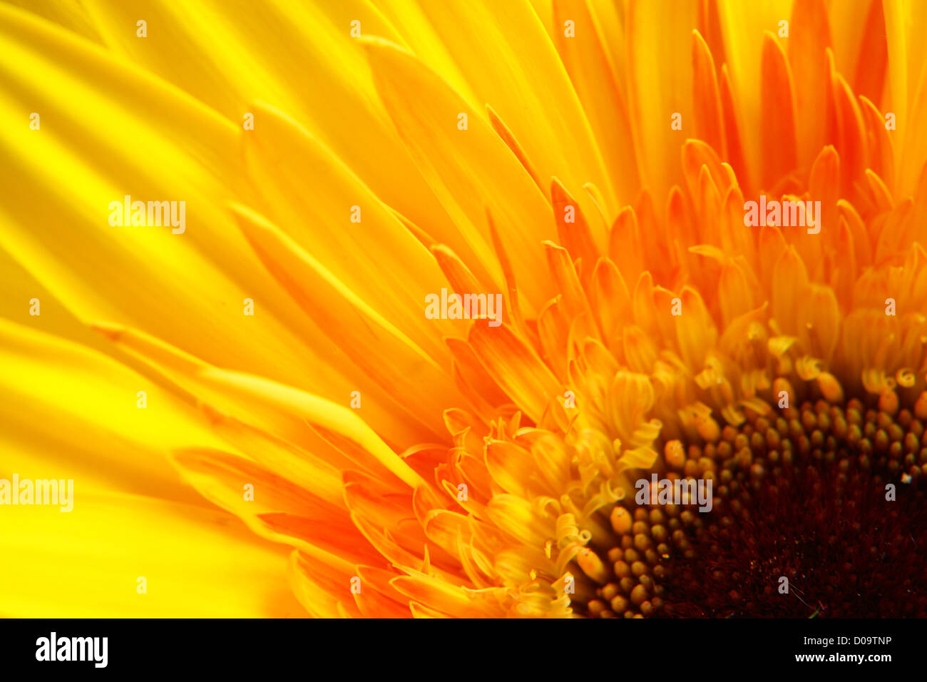 yellow gerbera close-up Stock Photo - Alamy