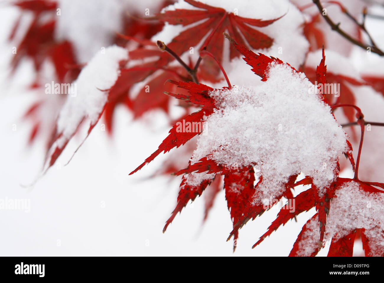 A red tree hi-res stock photography and images - Alamy