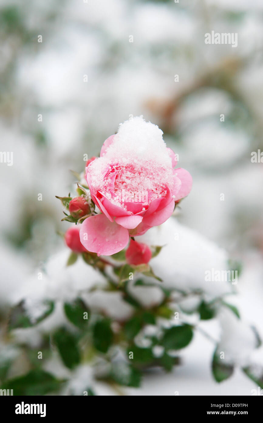 Pink rose with snow hi-res stock photography and images - Alamy