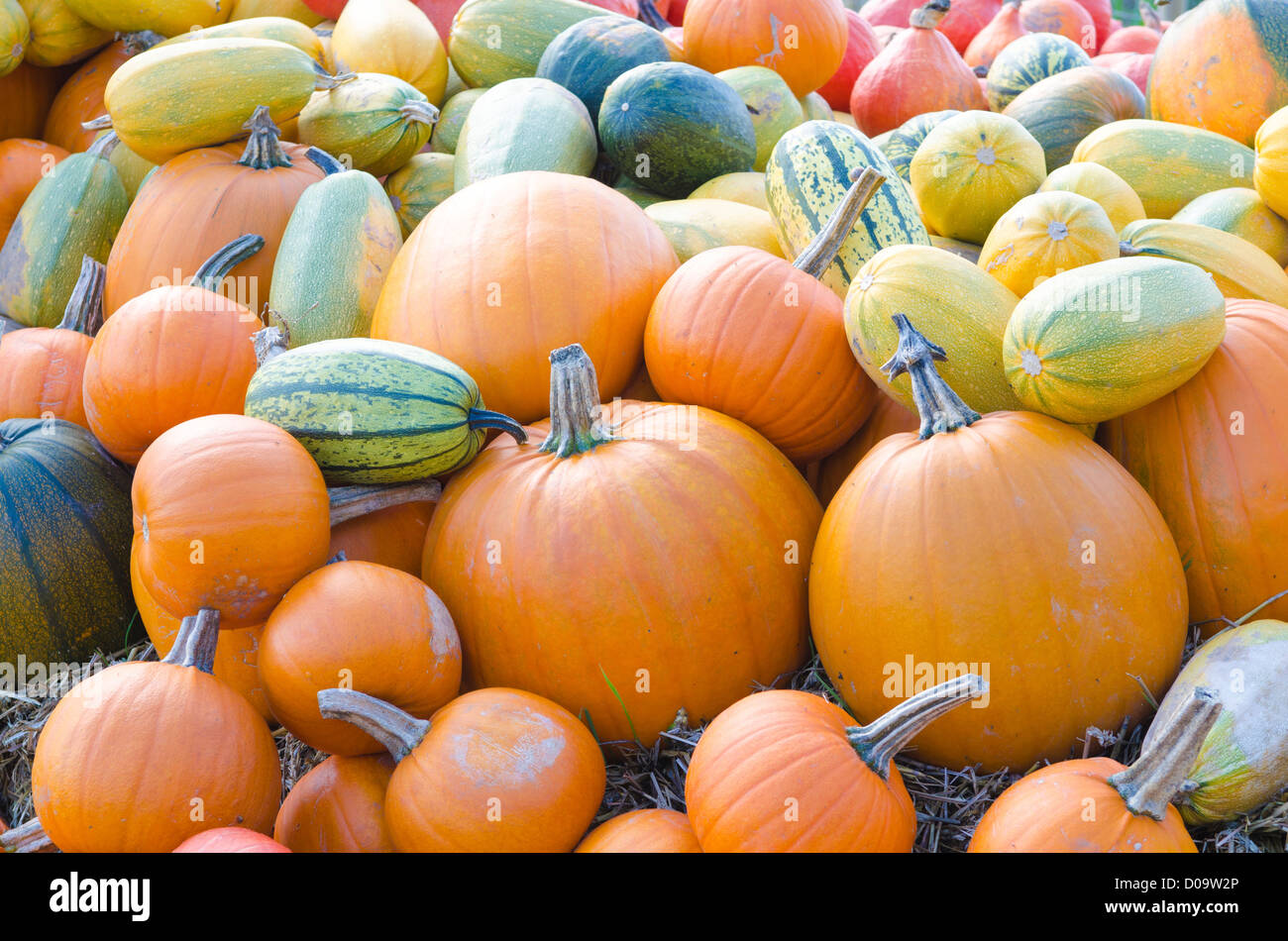 Pumpkins with different colours in the field Stock Photo - Alamy
