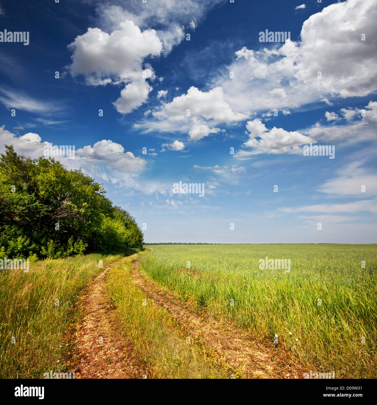 Road in field, meadows Stock Photo - Alamy