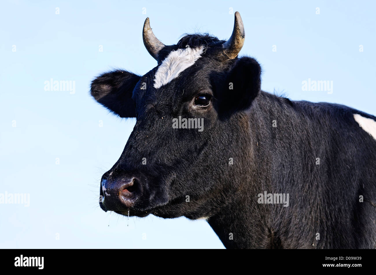 Ox head hi-res stock photography and images - Alamy