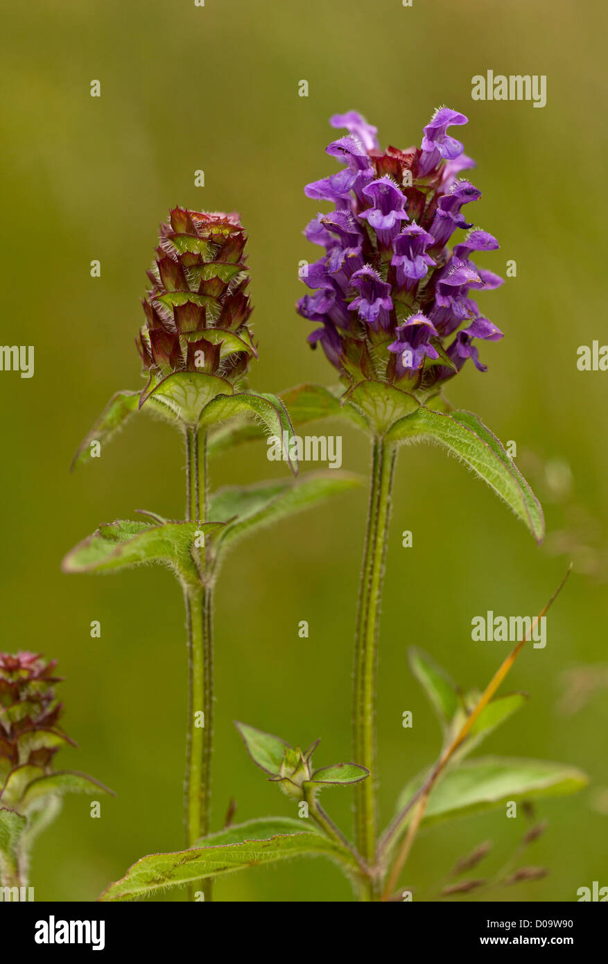 Self-heal (Prunella vulgaris) in flower, close-up. Common wildflower ...