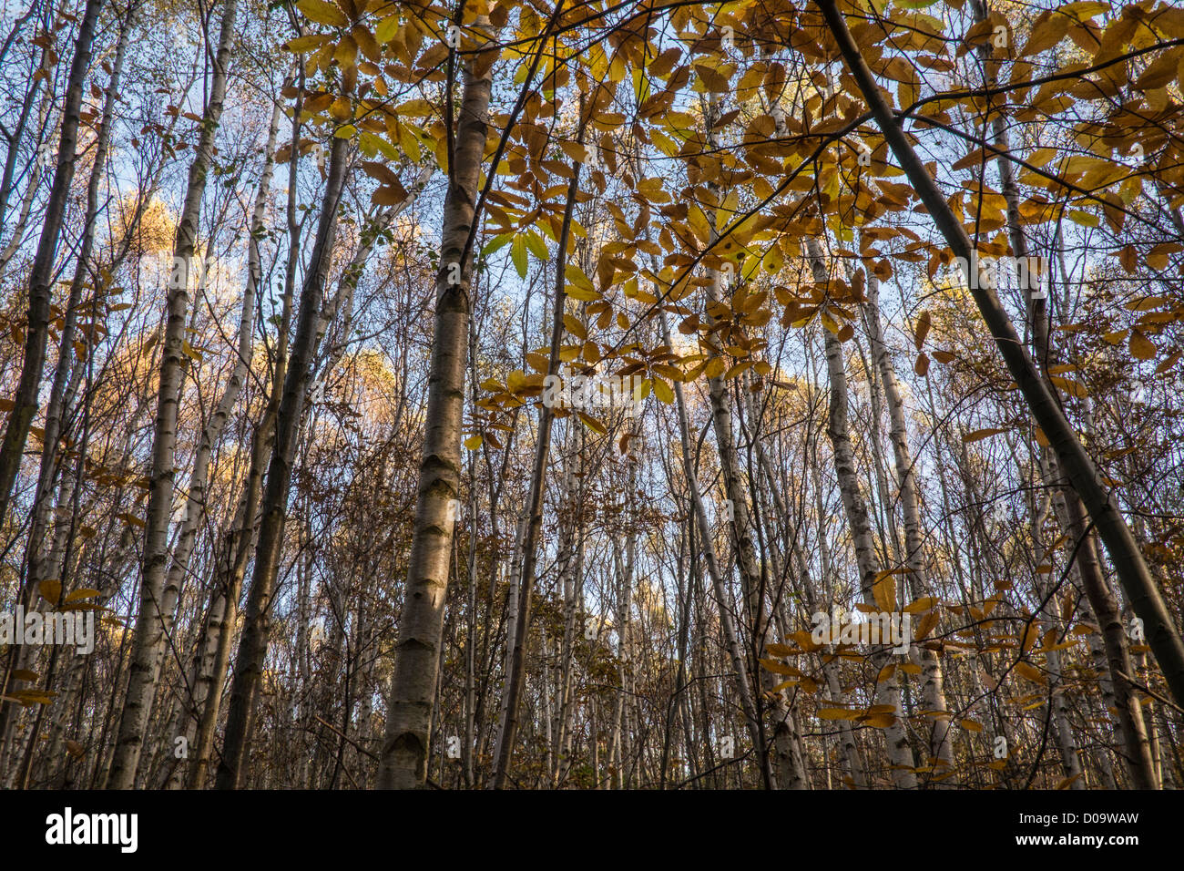 Silver Birch Trees in Autumn, Woodland Stock Photo - Alamy