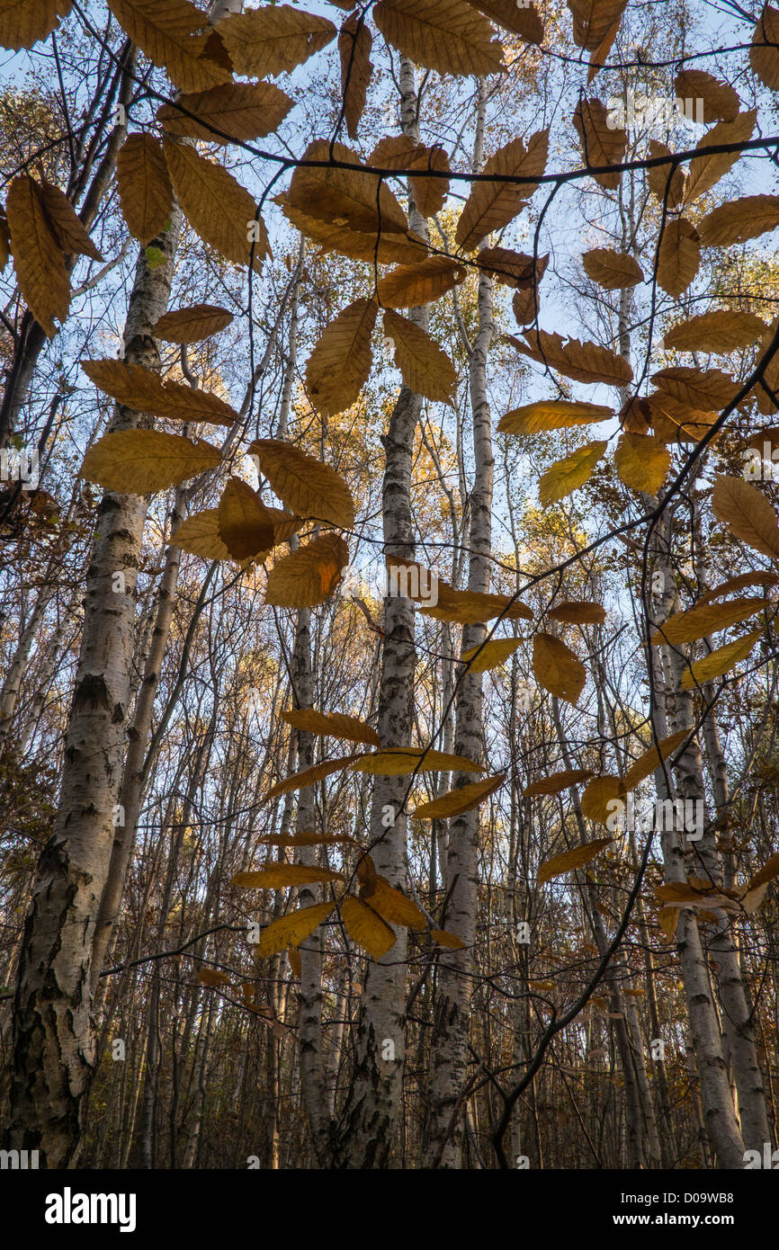 Silver Birch Trees in Autumn, Woodland Stock Photo - Alamy