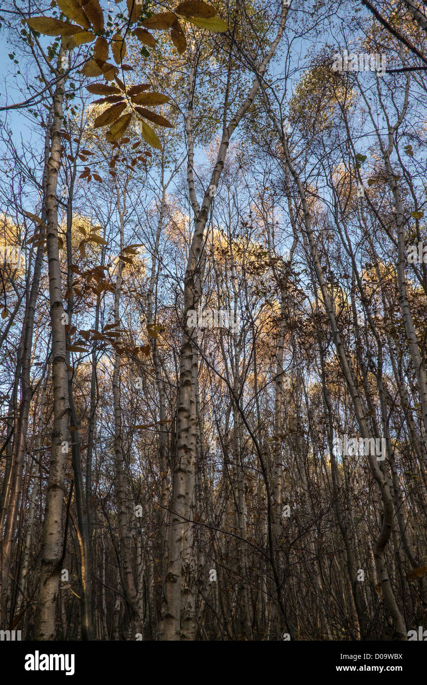 Silver birch trees in woodland hi-res stock photography and images - Alamy