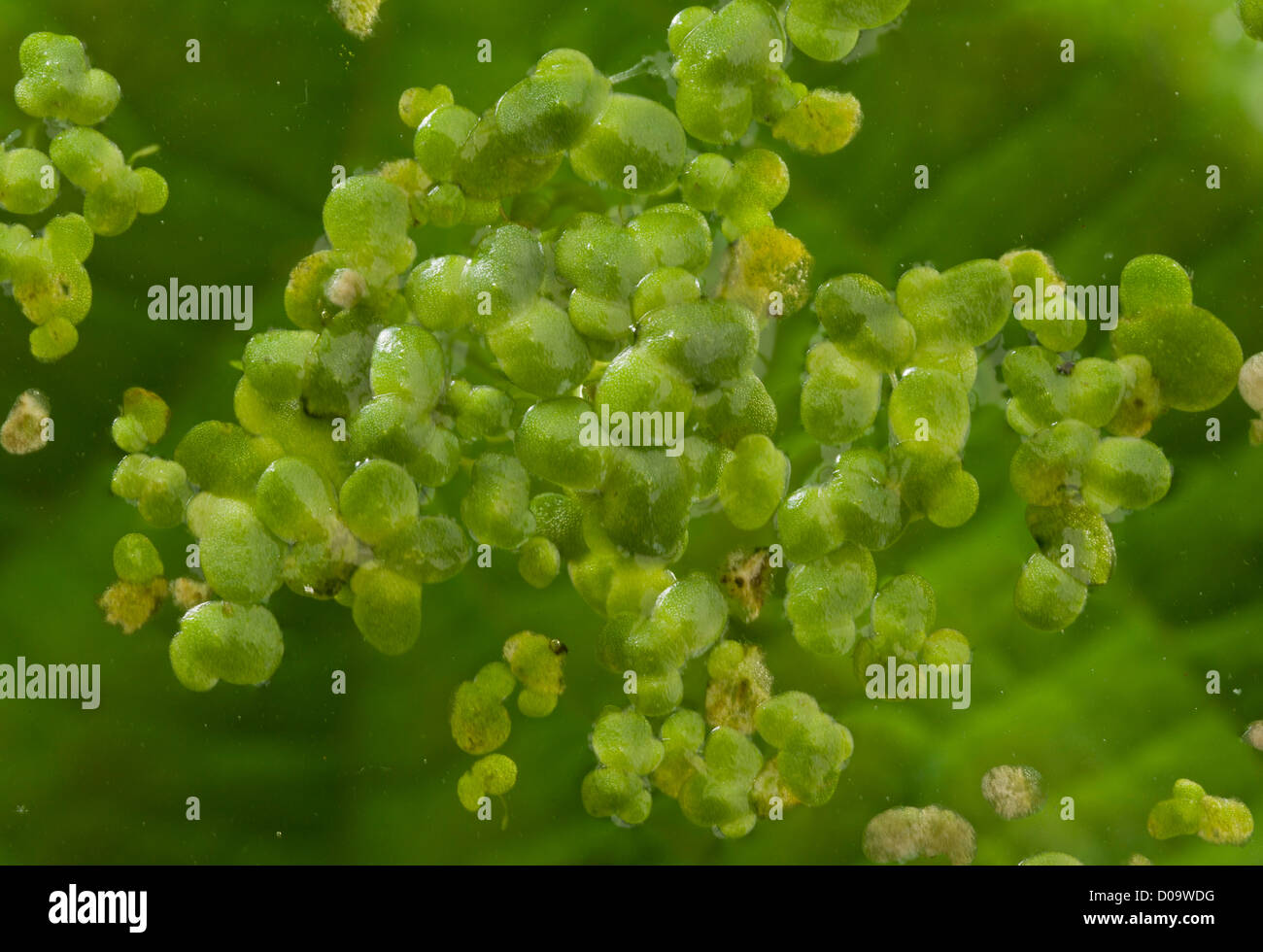 Duckweed Flower Stock Photos & Duckweed Flower Stock Images - Alamy
