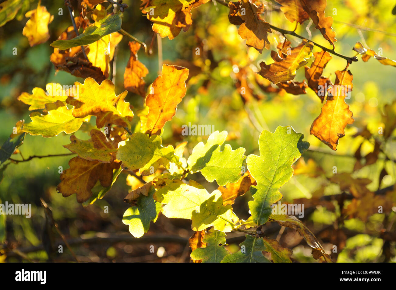 Golden Oak Leaves High Resolution Stock Photography and Images - Alamy