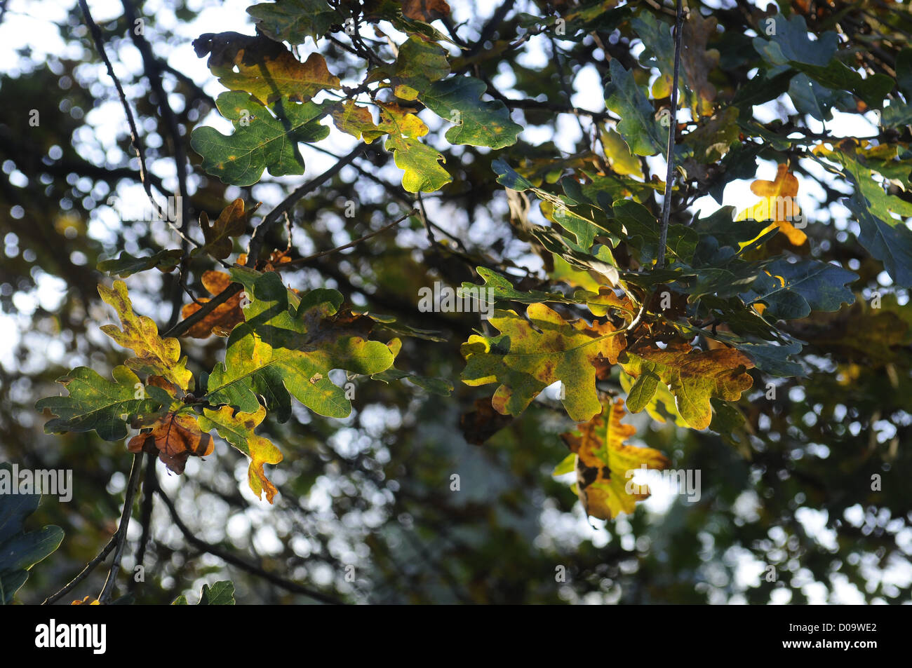 Oak leaves on a tree branch in autumn Stock Photo - Alamy