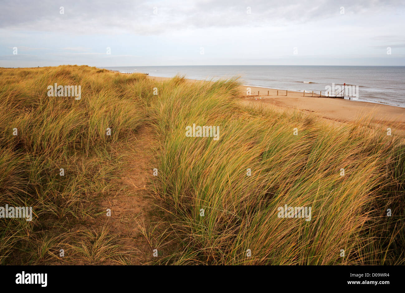 Beach Grass Marram Grass Roots High Resolution Stock Photography and ...