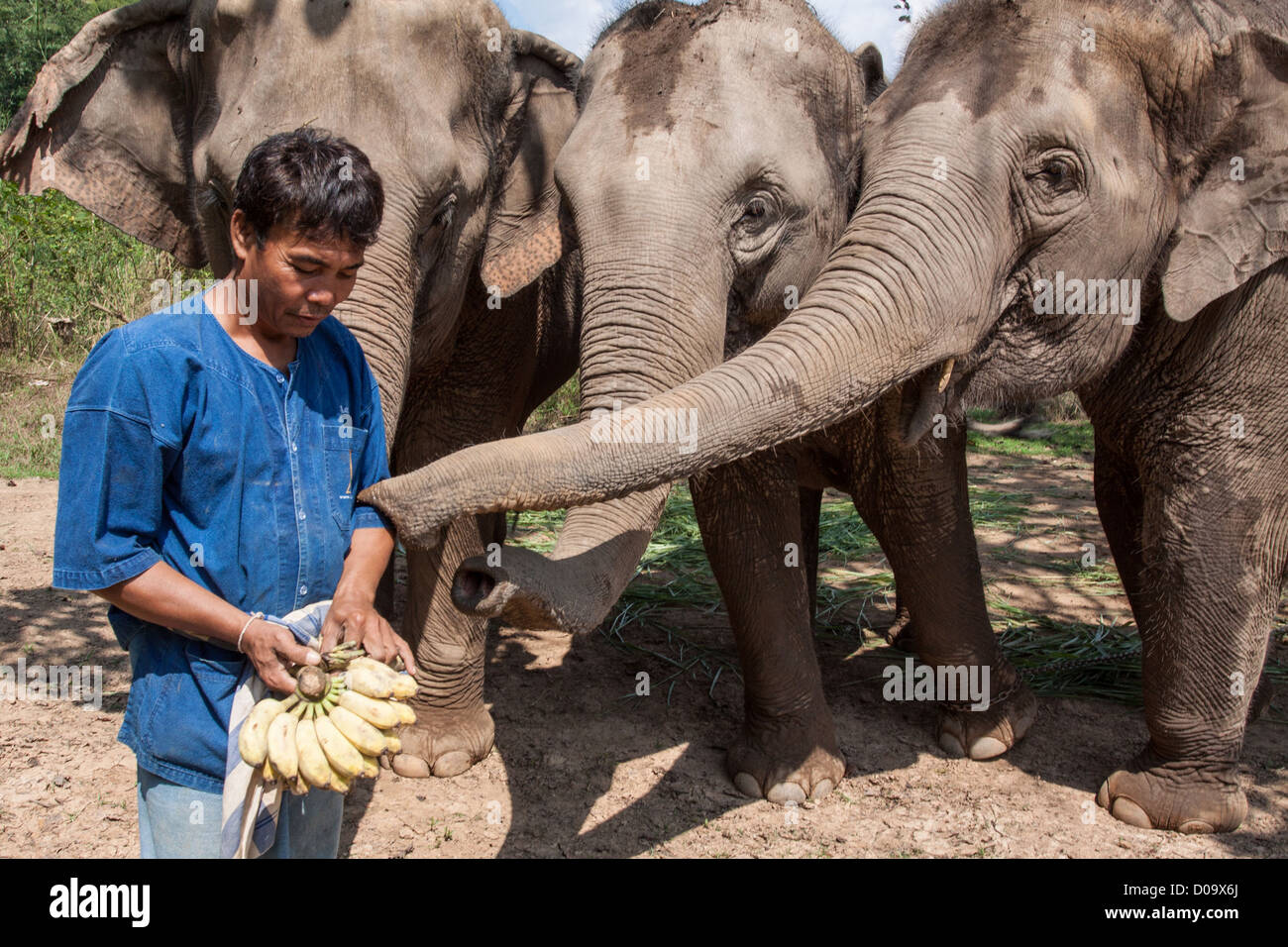 MAHOUT OR CORNAC ELEPHANT MASTER GUIDE GIVING BANANAS HIS PROTEGES ...