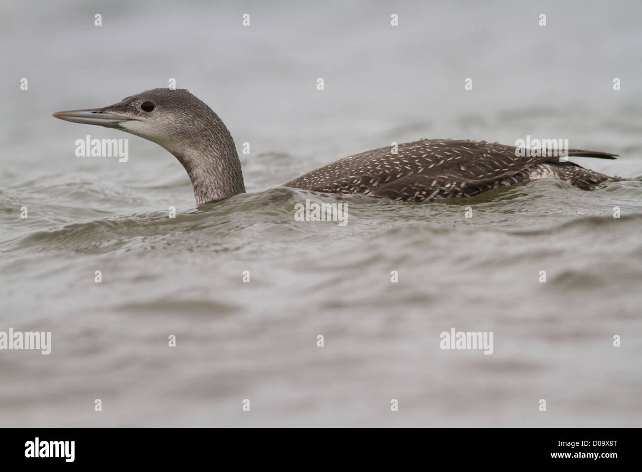 Red Throated Diver (Gavia stellata) in winter plumage in St Mary's ...