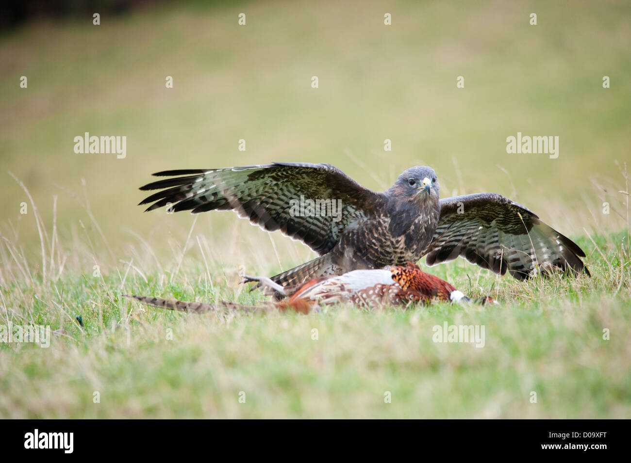 Common or European Buzzard (Buteo buteo), with prey Stock Photo - Alamy