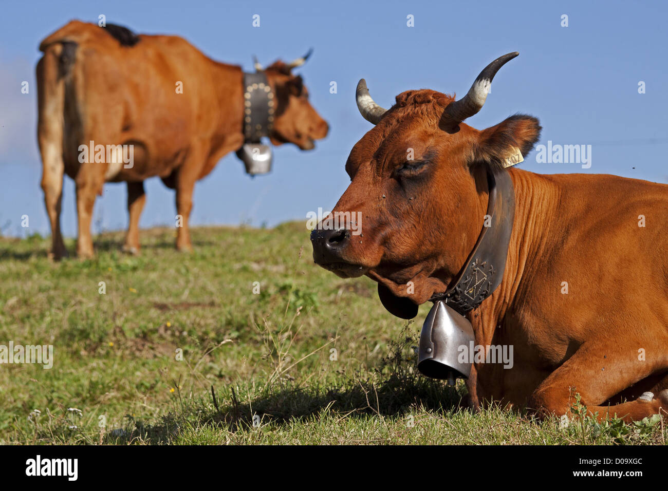 Tarentaise cows hi-res stock photography and images - Alamy