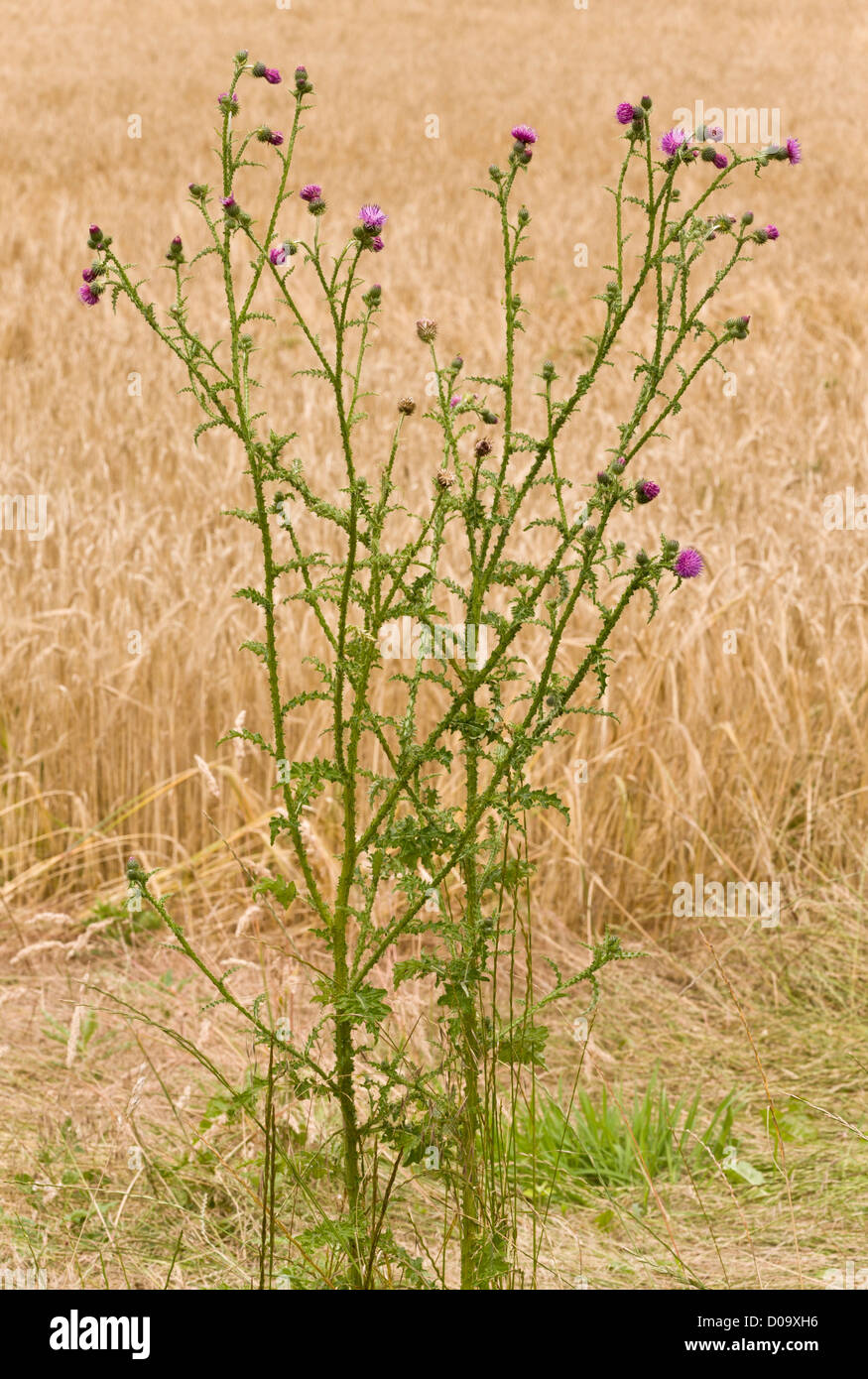 Welted Thistle (Carduus crispus), Ranscombe Farm nature reserve, Kent ...