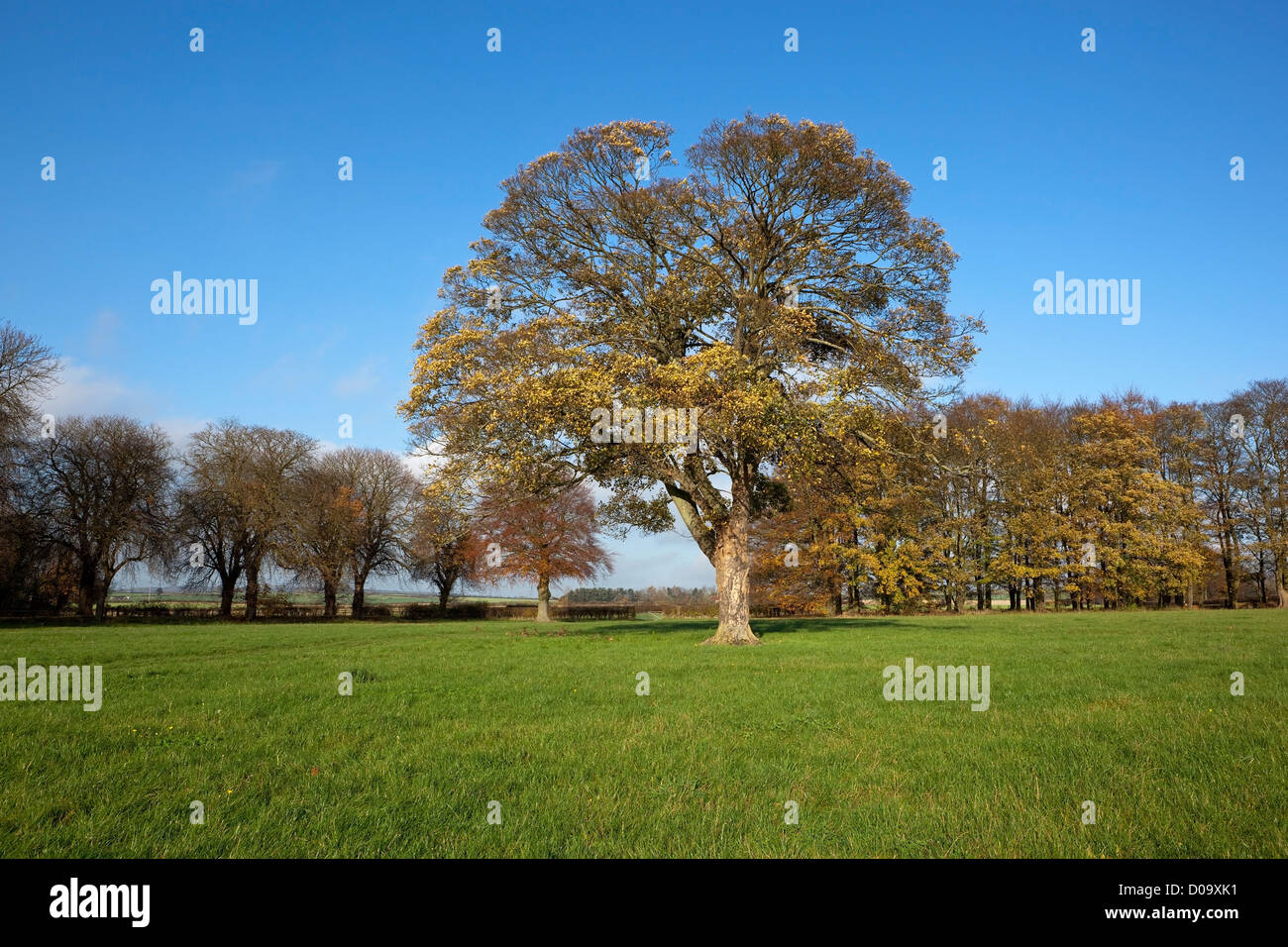 An autumn landscape with a mature sycamore tree and lush grass on a ...