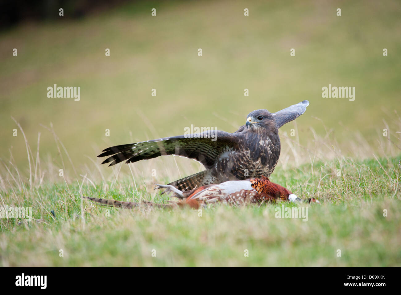 European buzzard hi-res stock photography and images - Alamy
