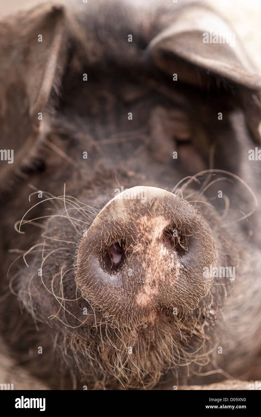 Close up of pigs head, black and white snout, looking through fence ...