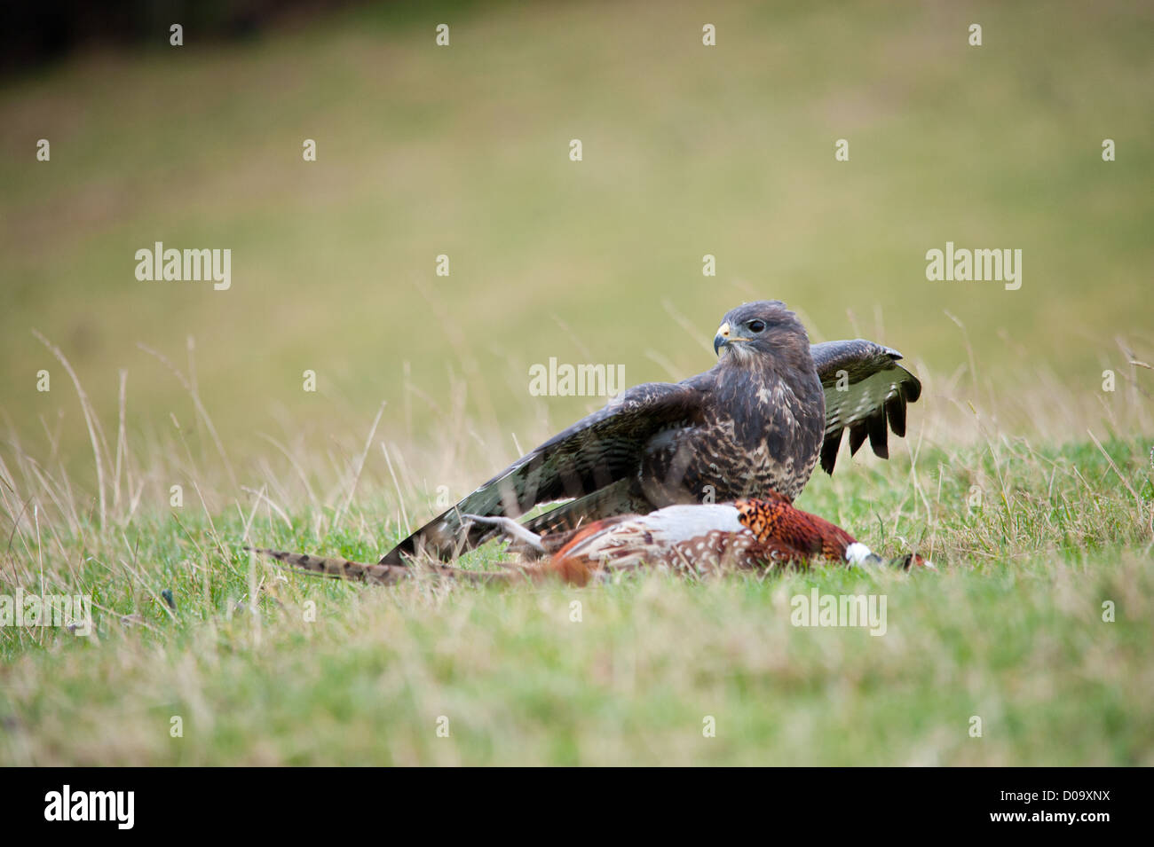 Common or European Buzzard (Buteo buteo), with prey Stock Photo - Alamy