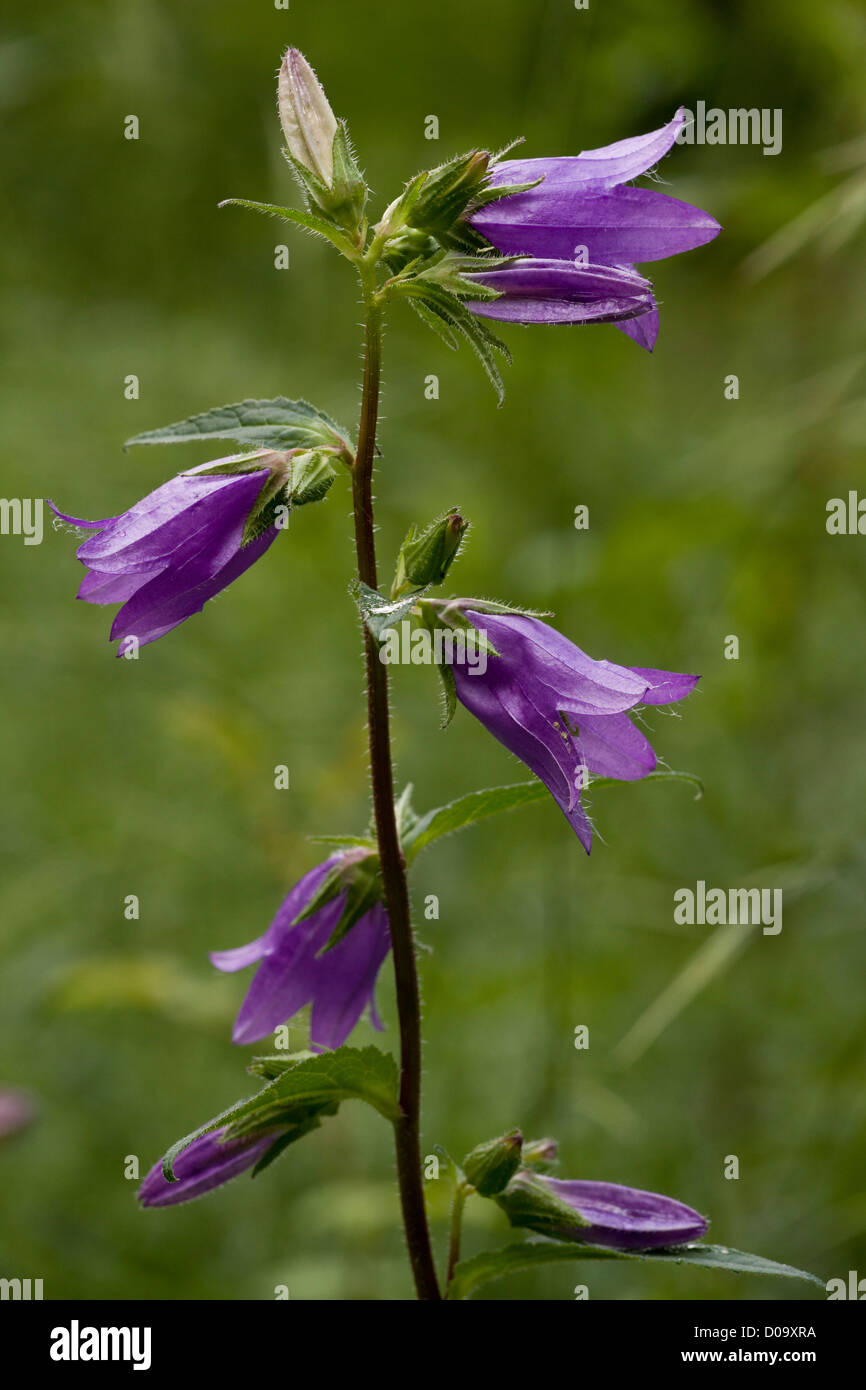 Campanula Trachelium