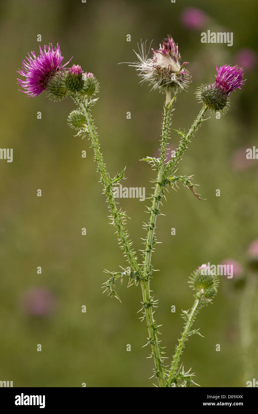 Welted Thistle High Resolution Stock Photography and Images - Alamy