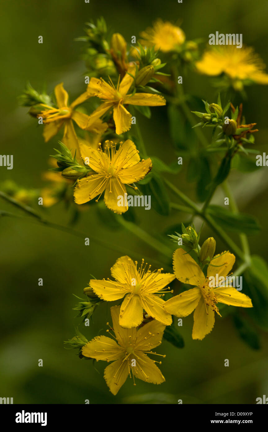 Perforate St John's Wort (Hypericum perforatum) in flower, close-up ...