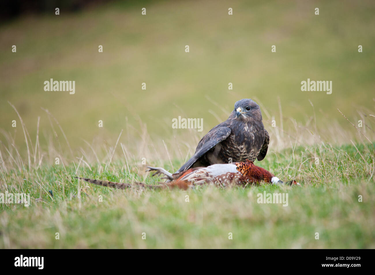 European buzzard hi-res stock photography and images - Alamy