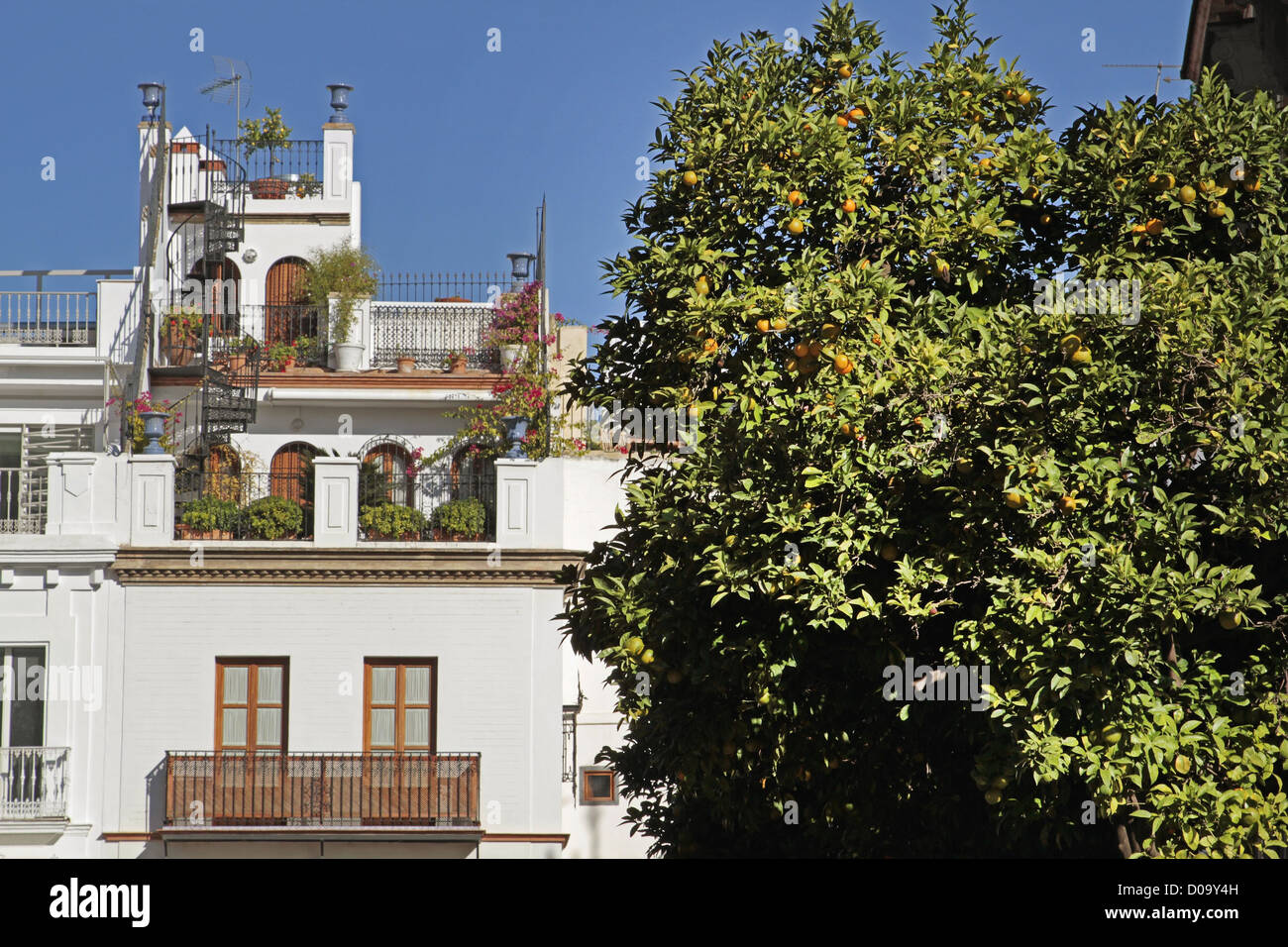 ORANGE TREE HOUSE FACADE SEVILLE ANDALUSIA SPAIN Stock Photo - Alamy